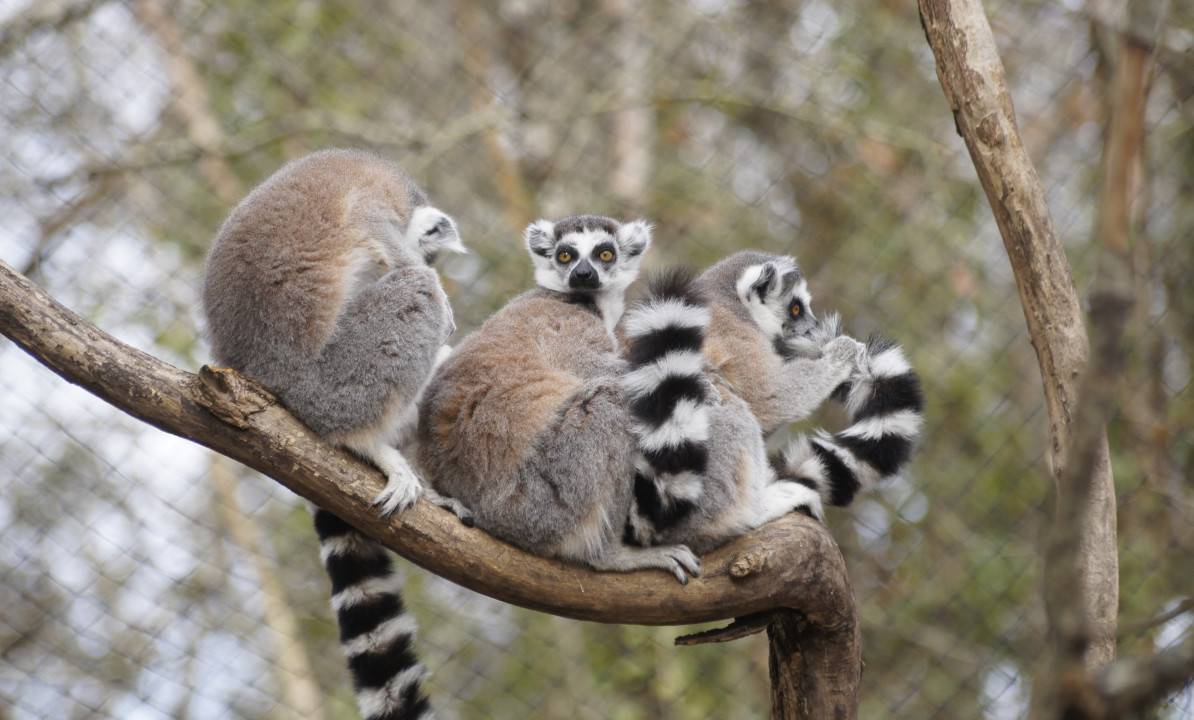 Réserve Zoologique de Calvic
